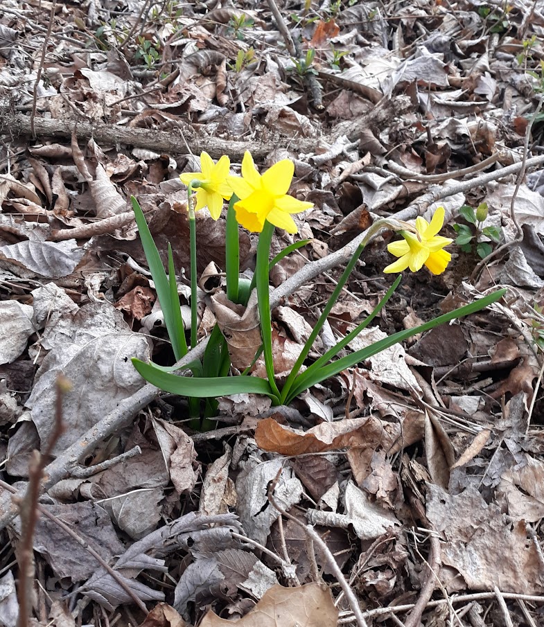 Spring. New life. Resurrection. – Lisa J Radcliff ~ Finding Freedom ...